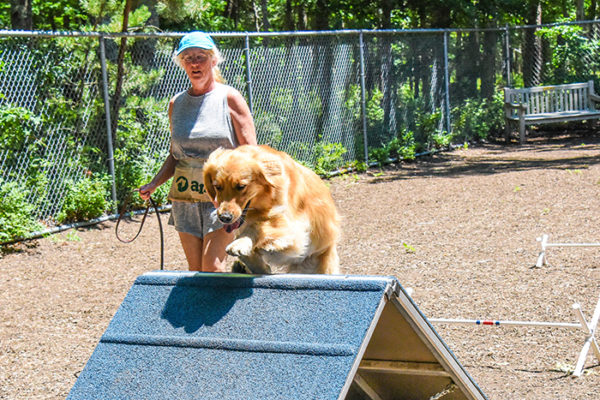 ARF Offers Dog Training and Extended Hours in August – Dan’s Papers