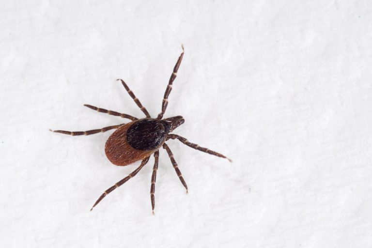 View from the Garden: Ticks, They’re Everywhere You Are – Dan’s Papers