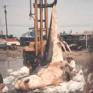 Frank Mundus, East End Shark-Hunting Legend – Dan’s Papers