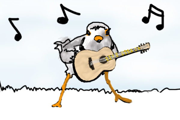 The Piping Plovers: A One Hit Wonder? – Dan’s Papers
