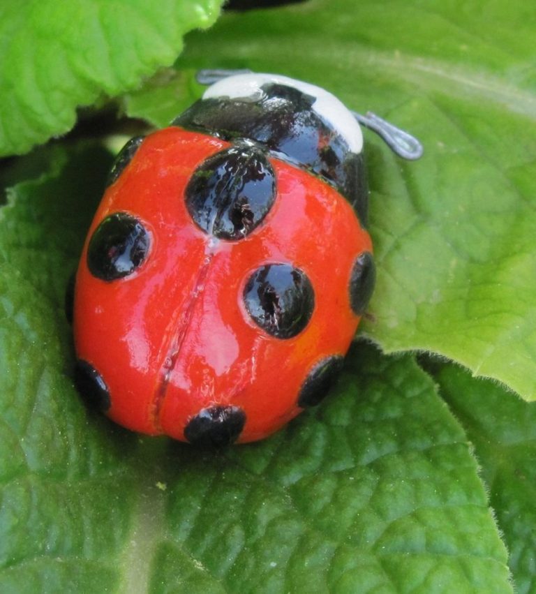 It’s True! The Nine-Spotted Lady Bug is Still Not Extinct – Dan’s Papers