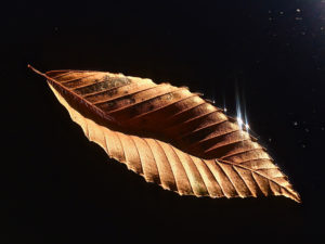 Joe Pallister’s ‘Reflect’ Exhibition Presents Duality of Nature in the ...