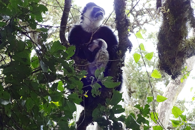 My Kilimanjaro: 70-Year-Old Ascends Africa's Greatest Summit