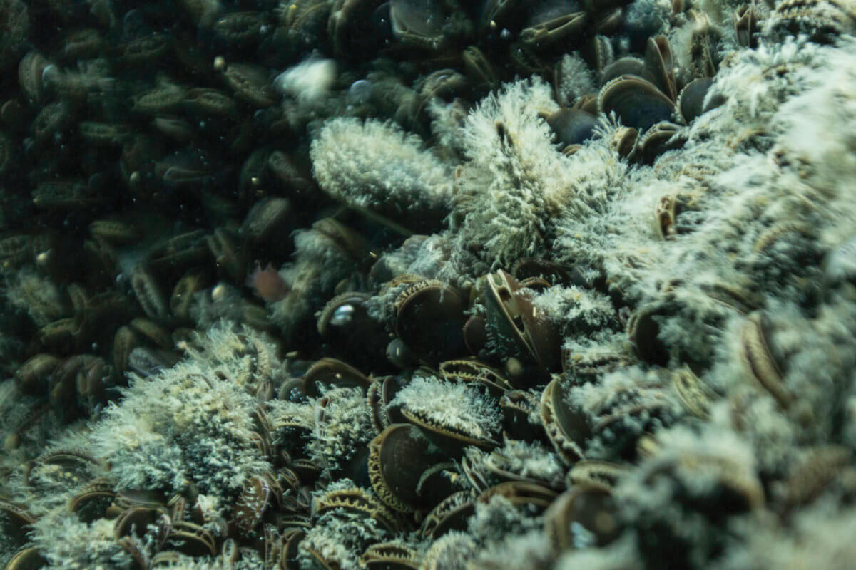 Offshore Wind Turbines Attract Fish – Dan’s Papers