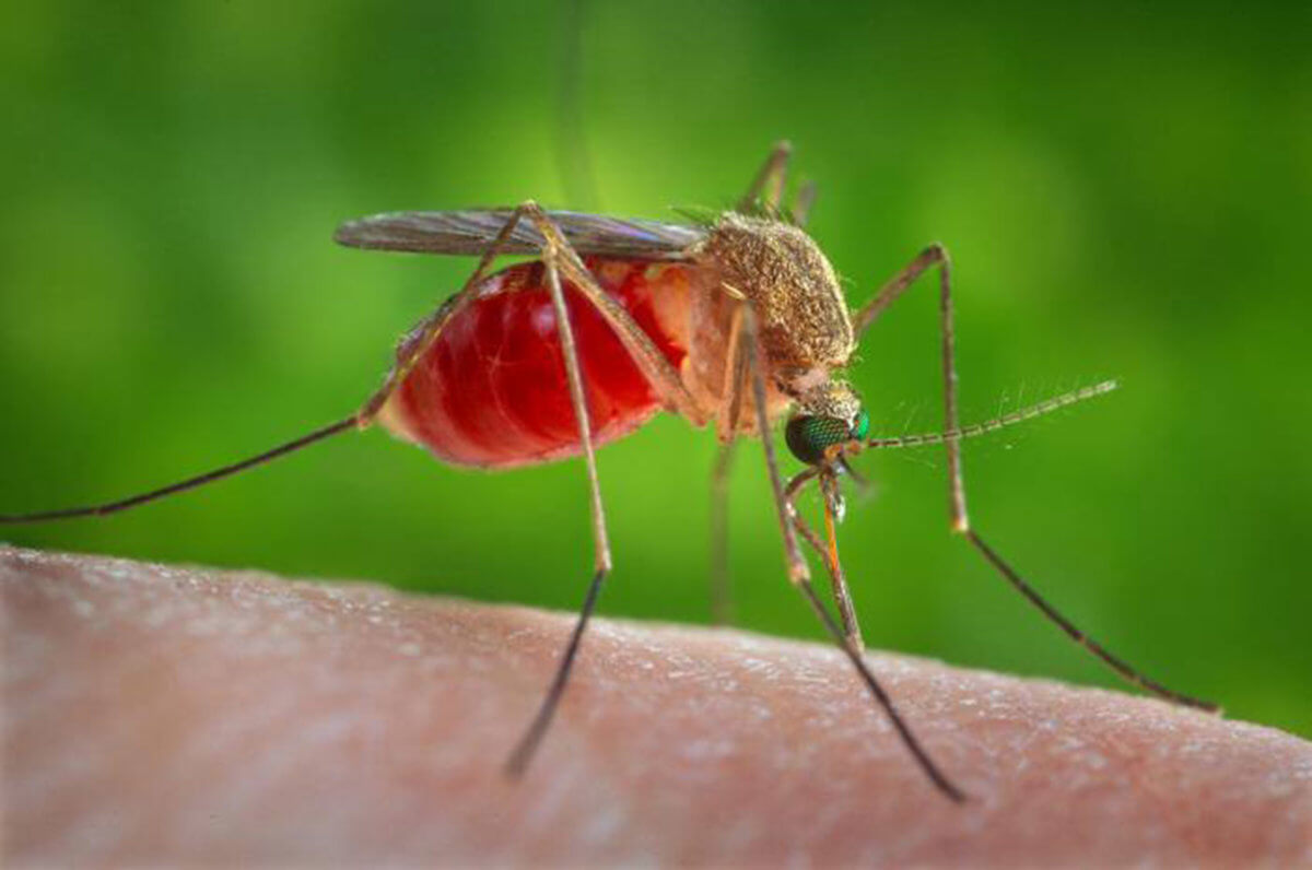 Mosquito Sample from East Hampton Tests Positive for West Nile Virus ...