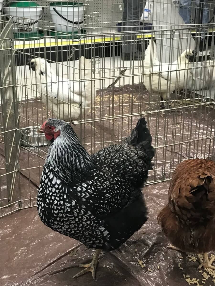 Chick Day – Dan’s Papers