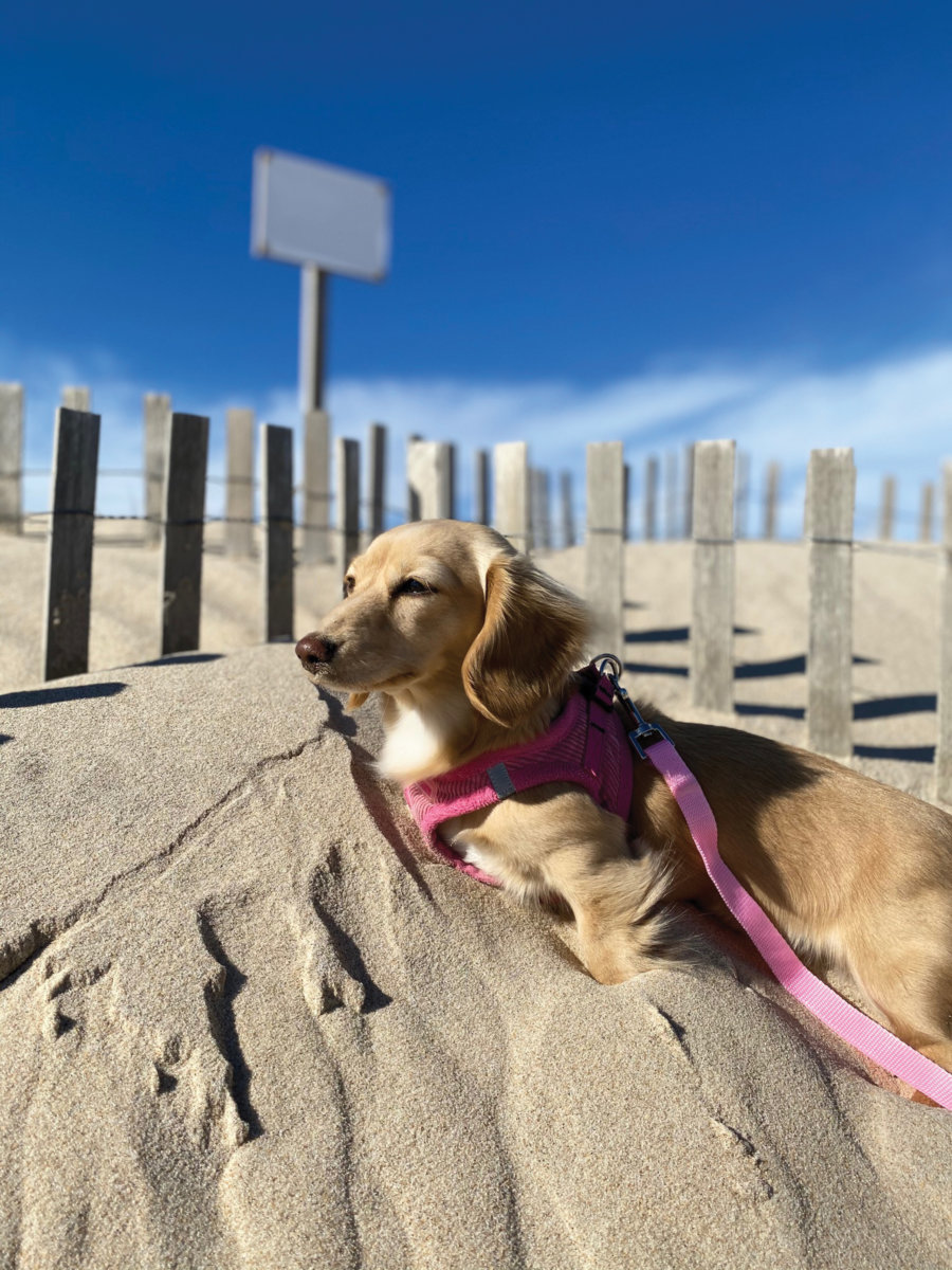 The Independent’s Cutest Pet Contest – Dan’s Papers