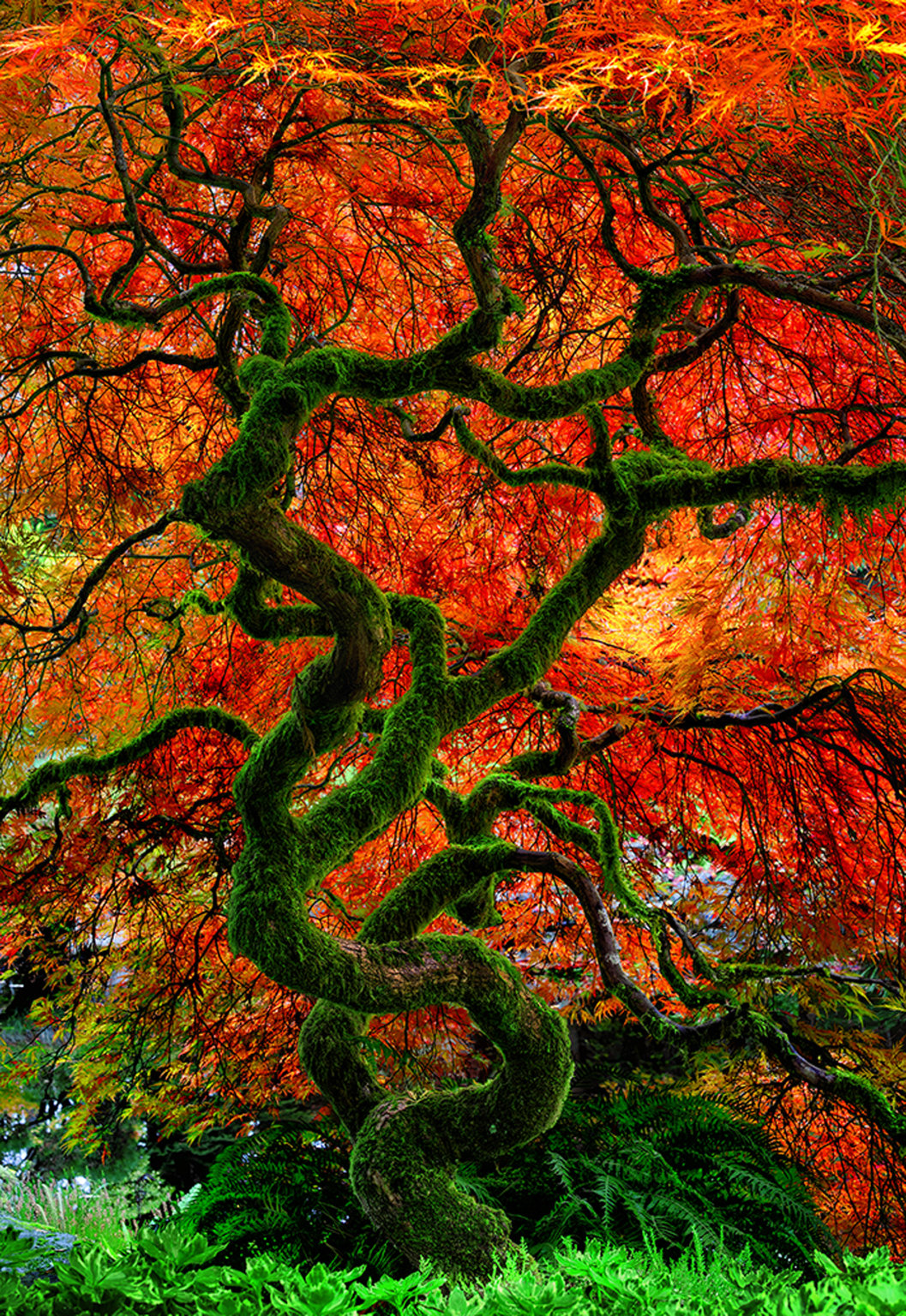 Peter Lik: Landscape Dreams – Dan’s Papers