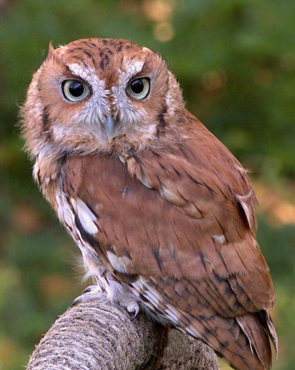 Just Our Resident Screech-Owl – Dan’s Papers