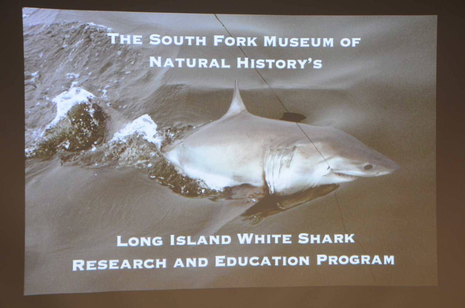 Learning About Sharks – Dan’s Papers