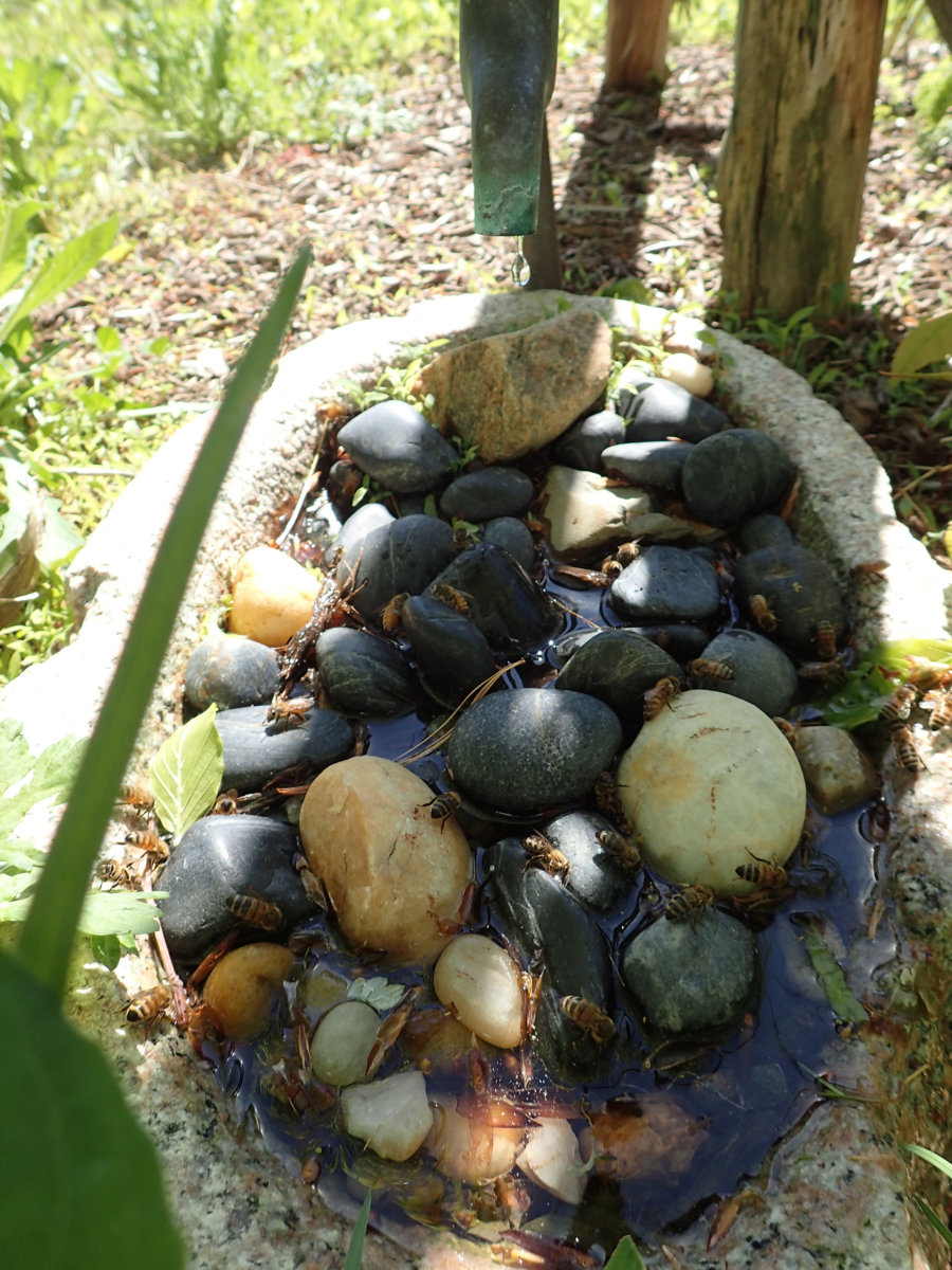 Homesteading Series: Swarmy Weather – Dan’s Papers