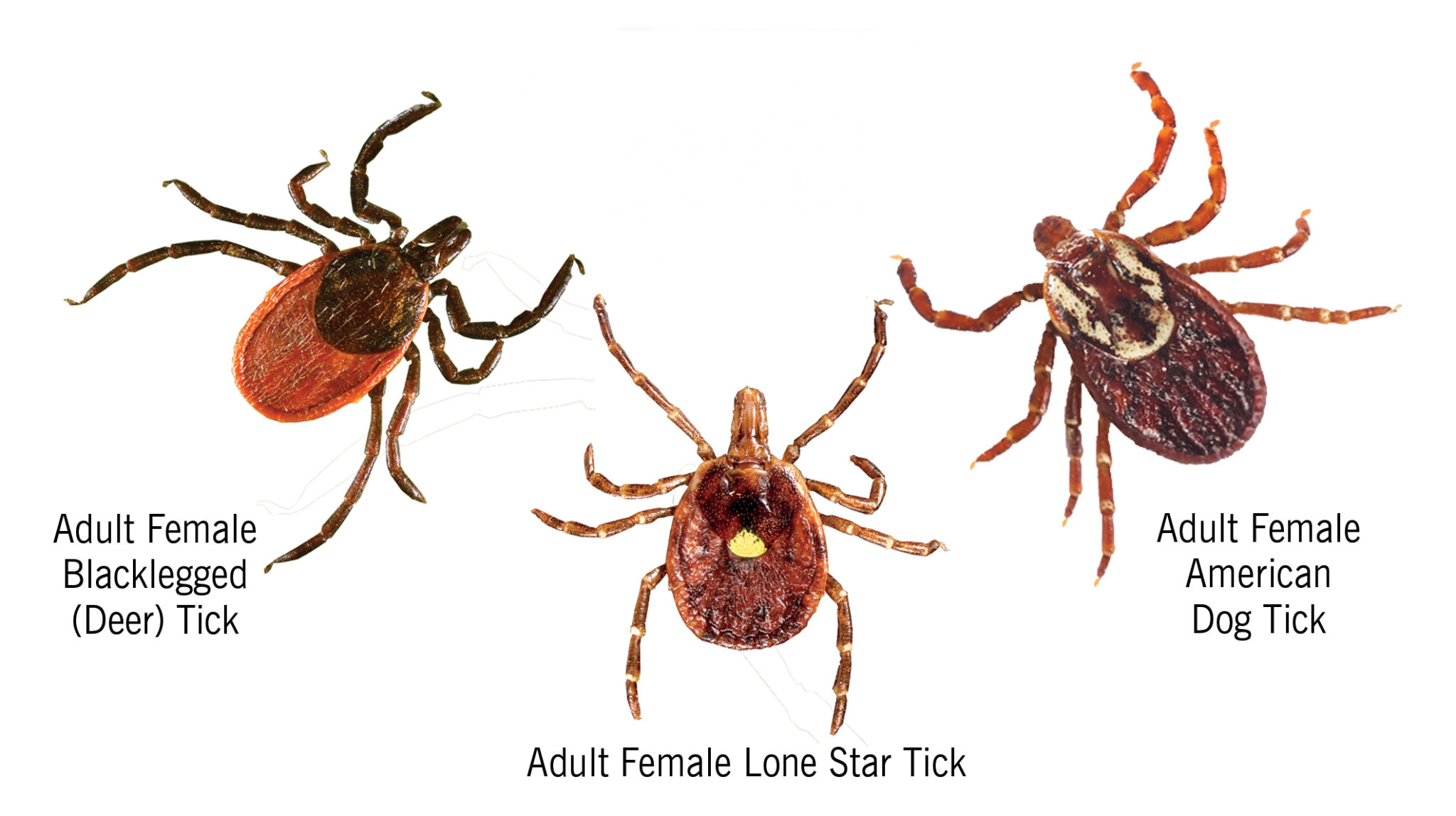 Alpha-Gal Allergy, from Lone Star ticks, Rising on East End – Dan’s Papers