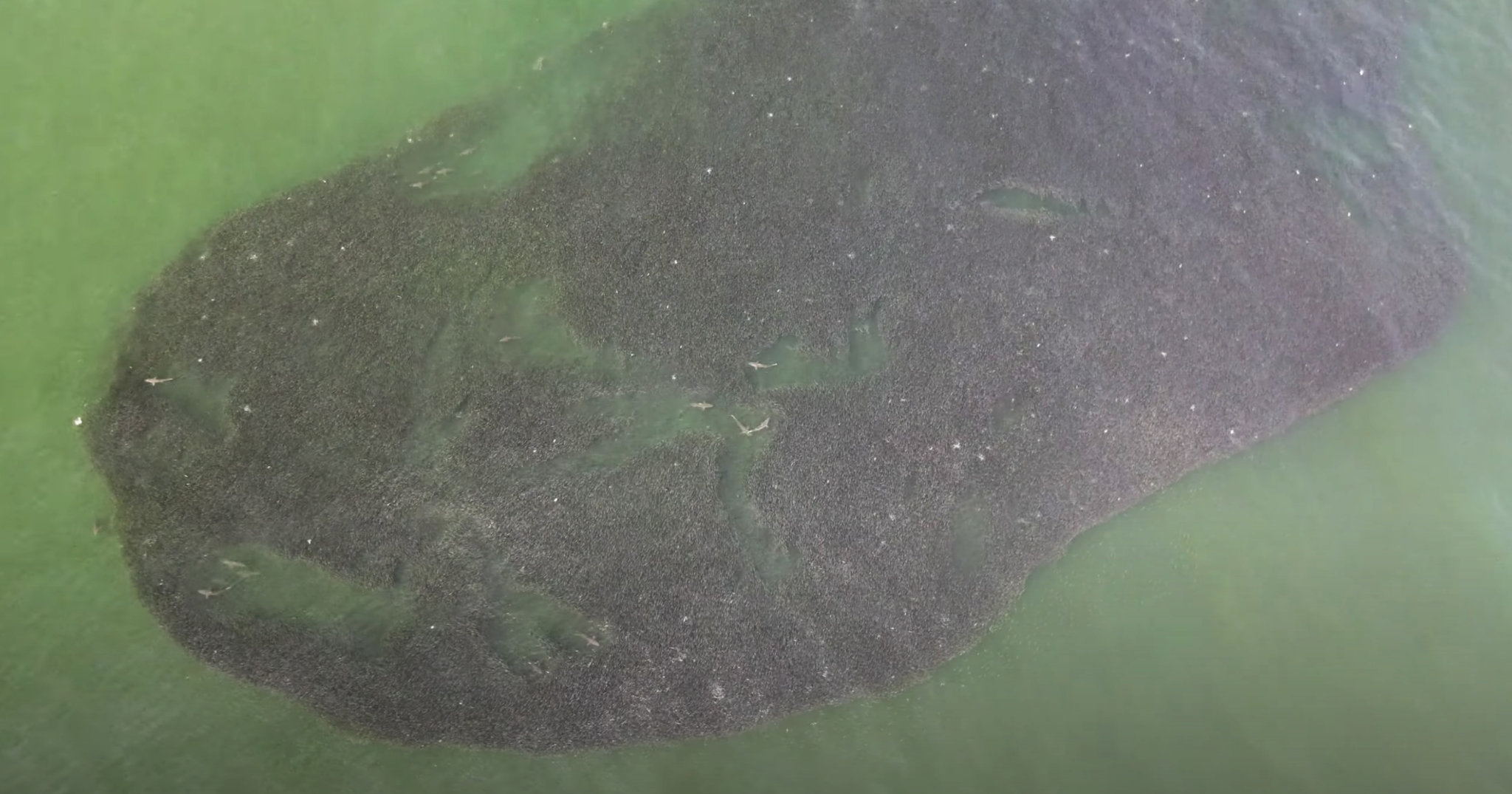 Thoughts on the Resurgence of Menhaden aka Bunker Fish