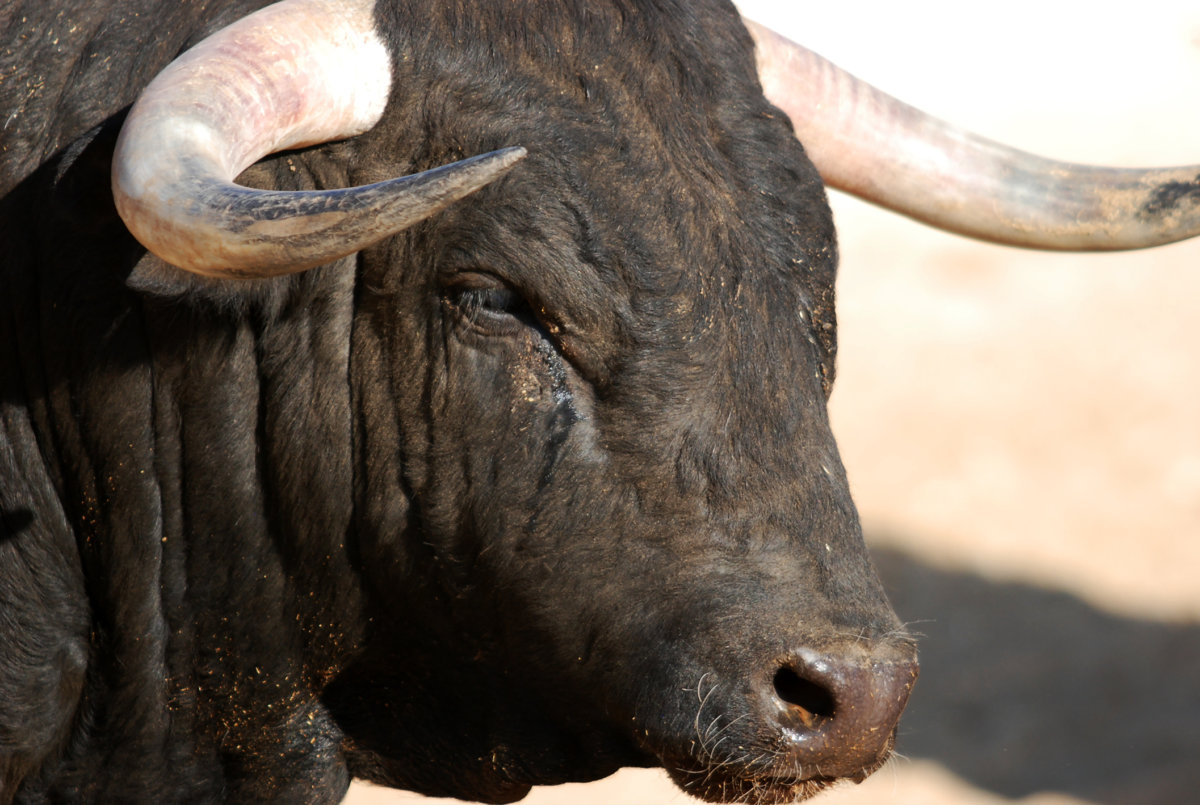 Barney the Bull May Be Still Out There