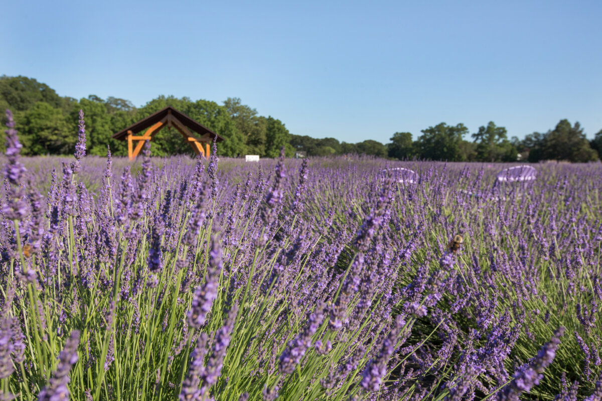 It's Bloom Time at Lavender by the Bay on the North Fork