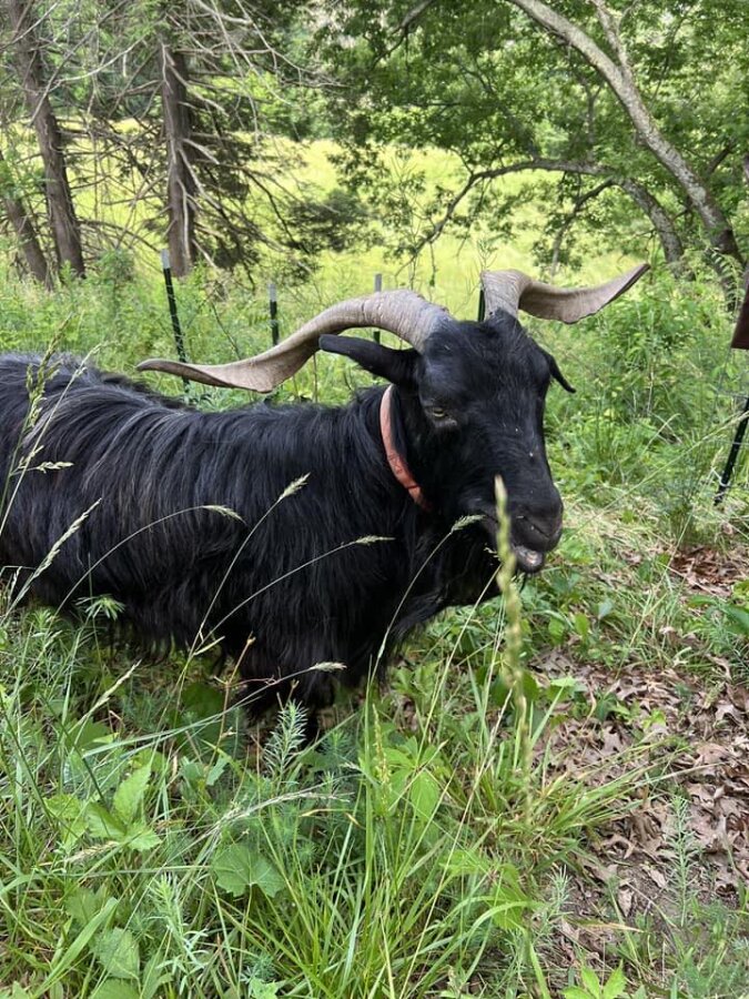 Montauk Going to the Goats to Solve Invasive Plant Species