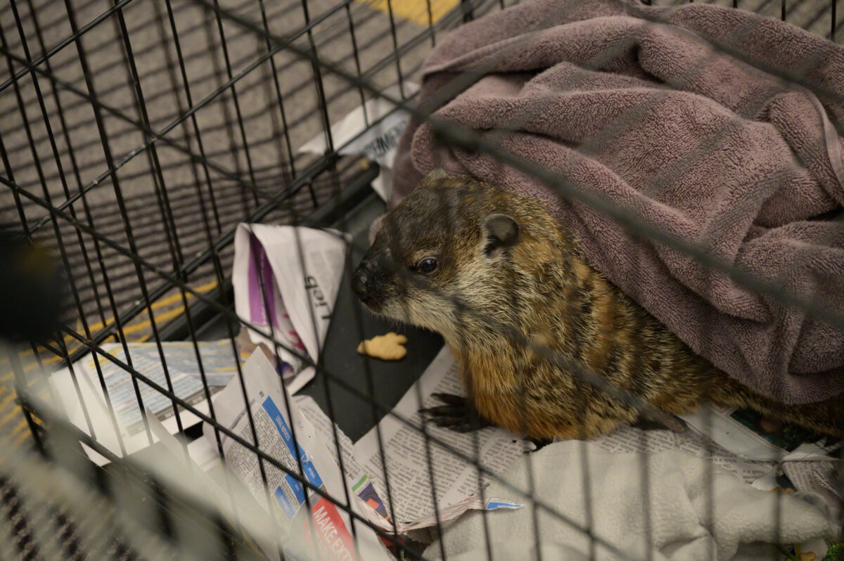 Quogue Library Celebrates Groundhog Day