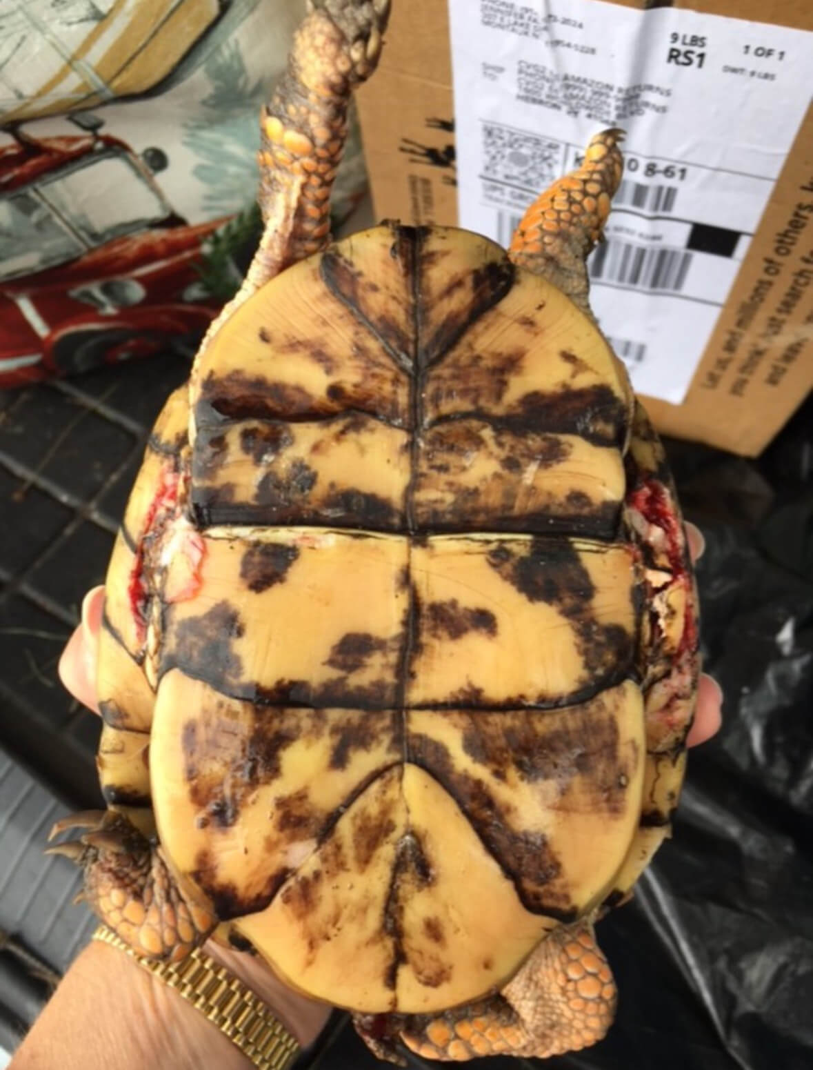 Turtle Makes Incredible Recovery After Being Crushed By Car