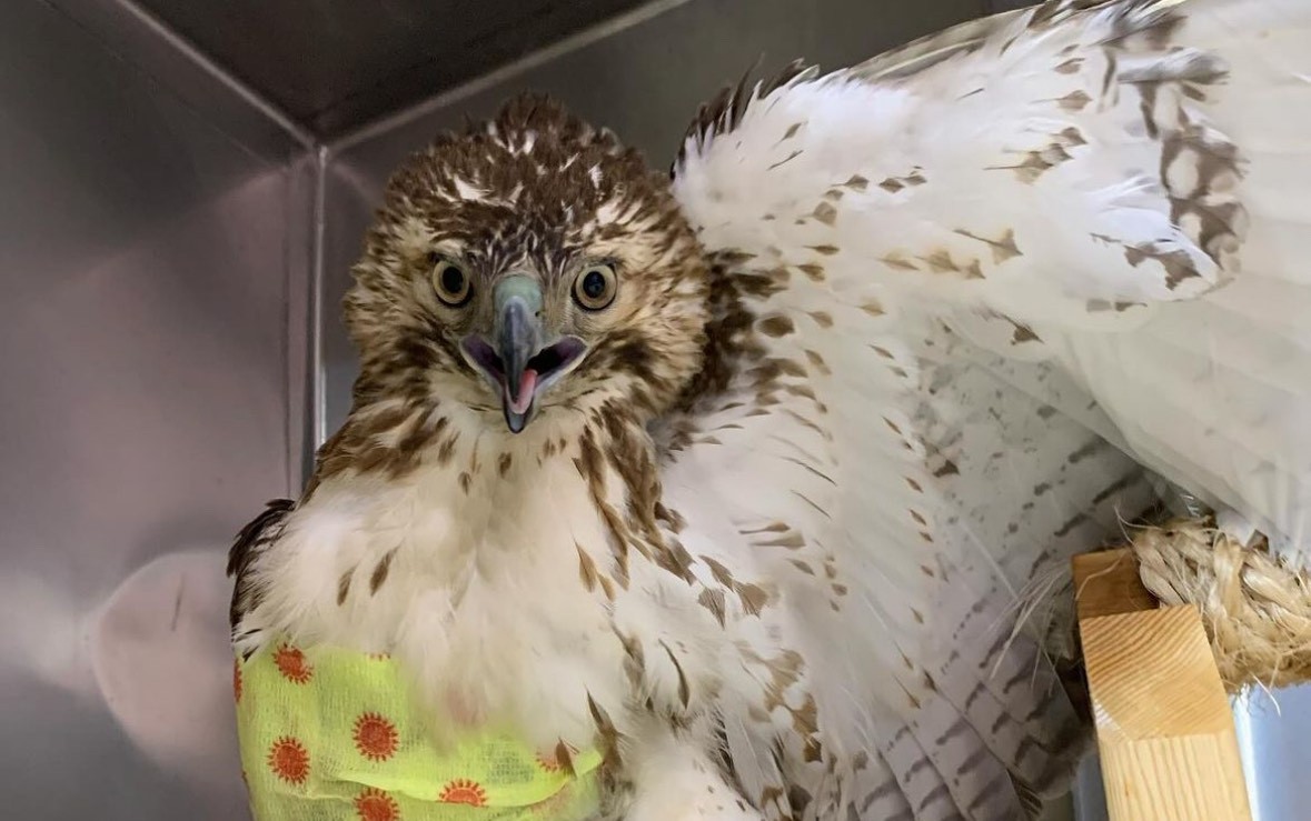 New Efforts Underway to Prevent Fatal Bird Window Strikes