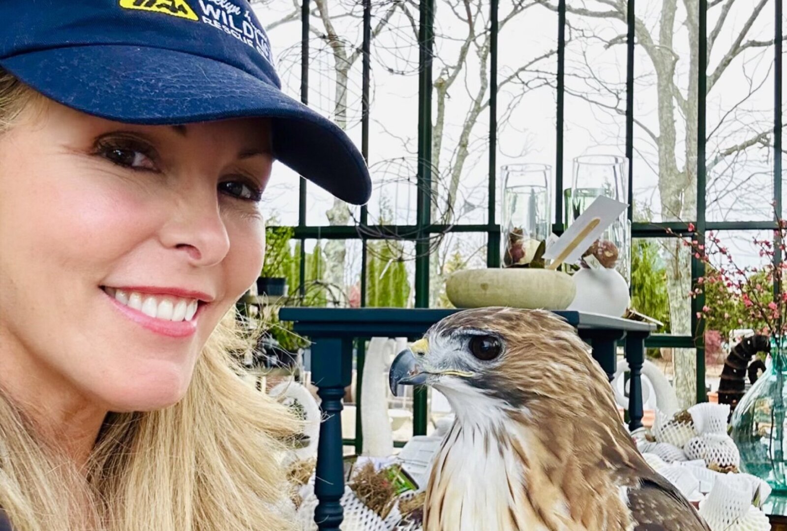 Evelyn Alexander Wildlife Rescue: Cloud the Red-Tailed Hawk
